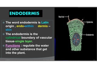 T.s. dicot root | PDF