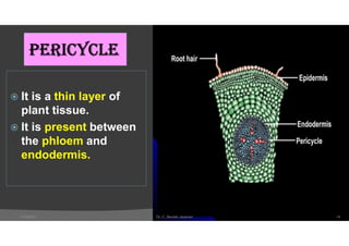 T.s. dicot root | PDF