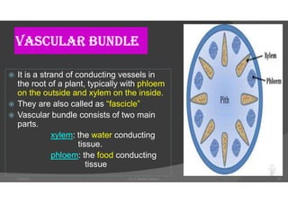 T.s. dicot root | PDF
