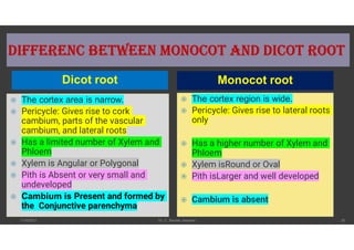 T.s. dicot root | PDF