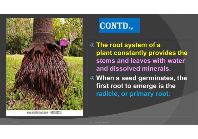 T.s. dicot root | PDF | Gardening | Home & Garden