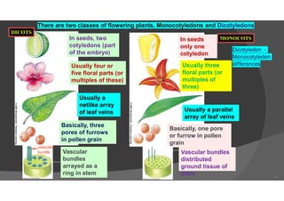 T.s. dicot root | PDF