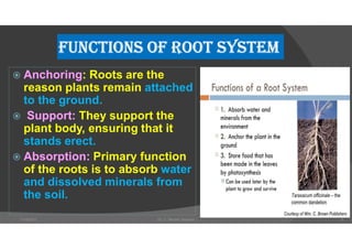 T.s. dicot root | PDF | Gardening | Home & Garden