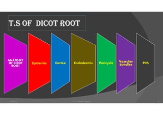 T.s. dicot root | PDF