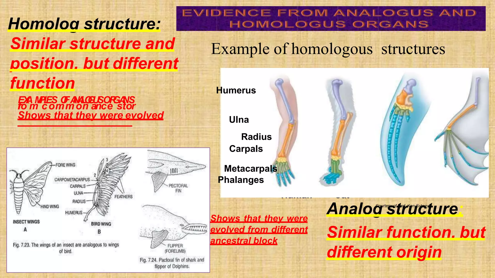 organic evolution evidences | PPTX