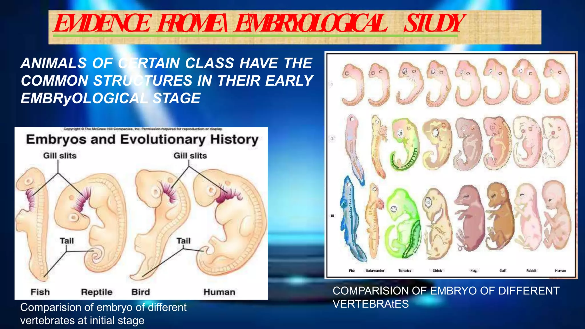 organic evolution evidences | PPTX