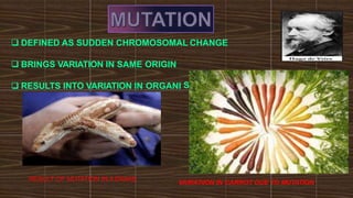 organic evolution evidences | PPTX