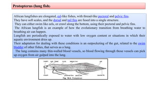 organic evolution evidences | PPTX | Geology | Science