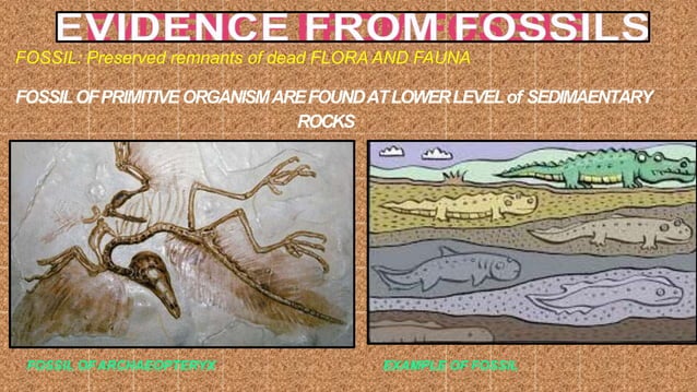 organic evolution evidences | PPTX | Geology | Science