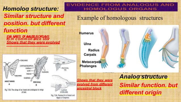 organic evolution evidences | PPTX | Geology | Science