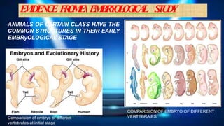 organic evolution evidences | PPTX
