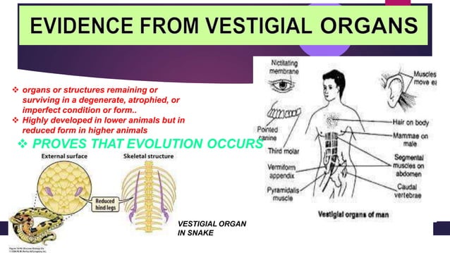 organic evolution evidences | PPTX | Geology | Science