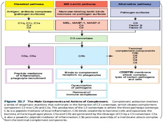 T.Y. MB-502, UNIT-1.en.gu.pptx basic of imunology | PPT