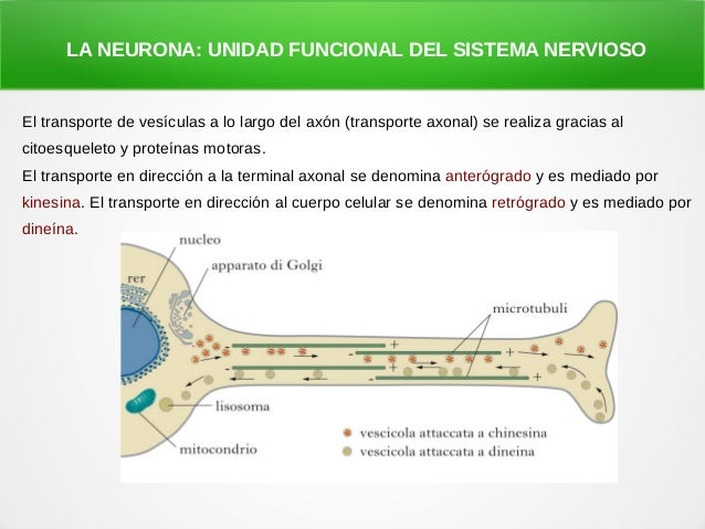 T 3-sistema nervioso