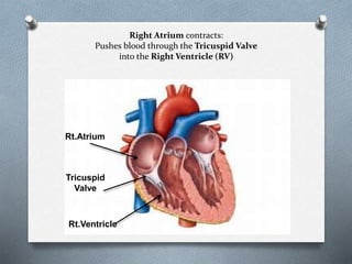 Blood Flow Through the Heart | PPTX