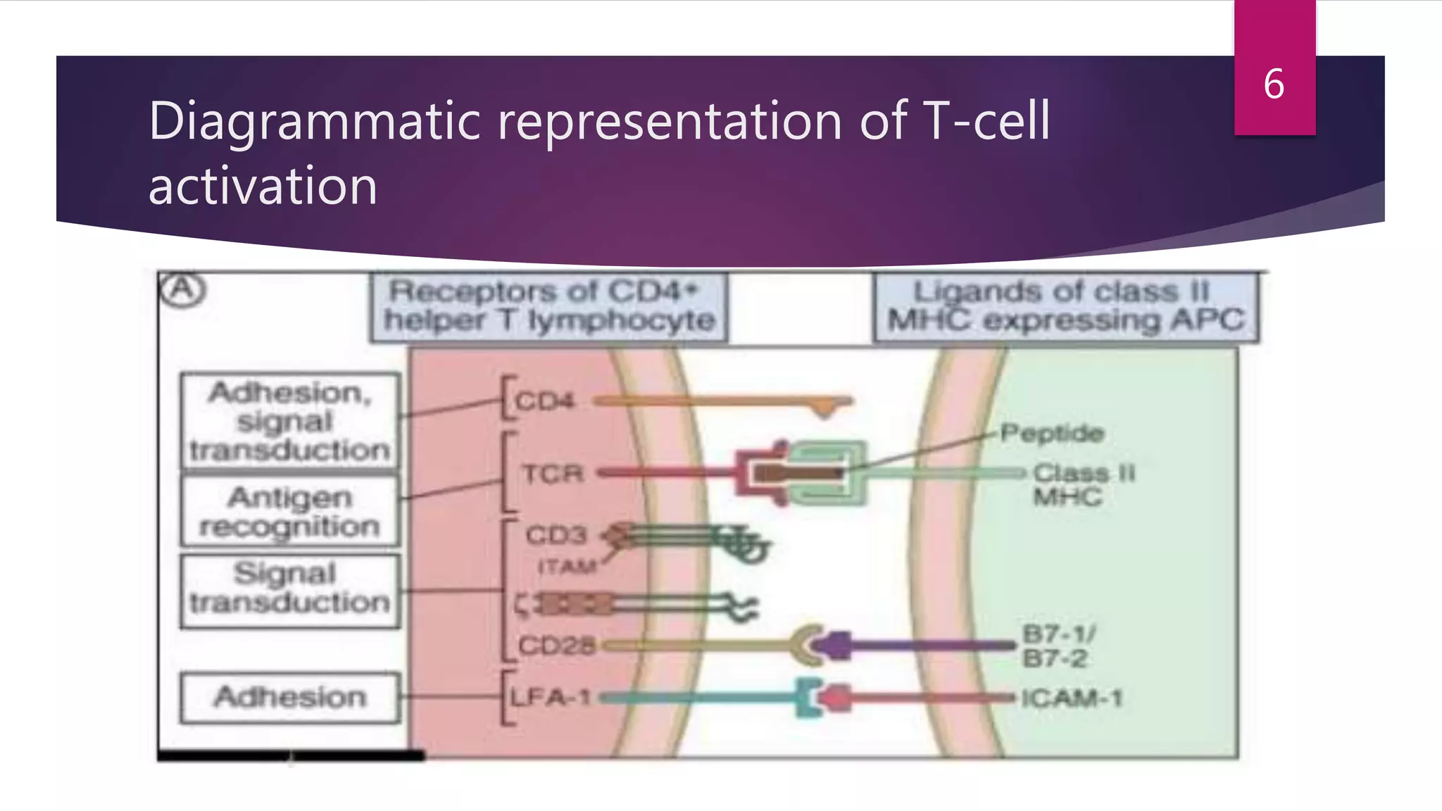 T and B cell activation | PPTX