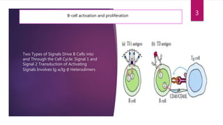 T and B cell activation | PPTX