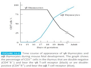 T-Cell Development.pdf
