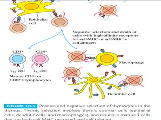 T-Cell Development.pdf
