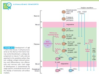 T-Cell Development.pdf