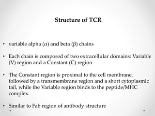 T-lymphocytes and generation | PPTX