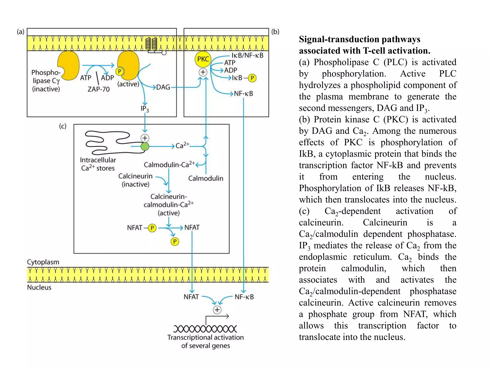 T cell development, maturation, activation and differentiation | PPTX