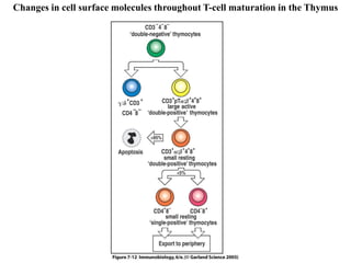T cell development, maturation, activation and differentiation | PPTX