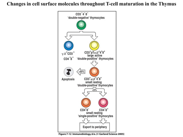 T cell development, maturation, activation and differentiation | PPTX