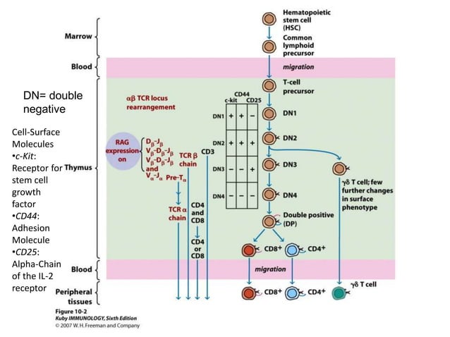 T cell development, maturation, activation and differentiation | PPTX
