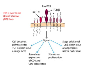 T cell development, maturation, activation and differentiation | PPTX