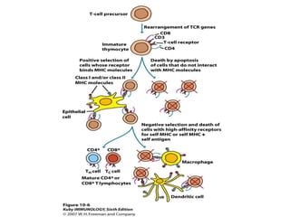 T cell development, maturation, activation and differentiation | PPTX