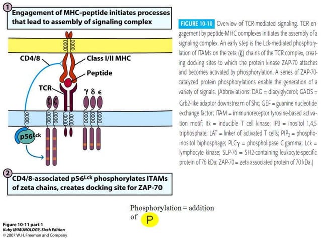 T cell development, maturation, activation and differentiation | PPTX