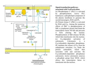 T cell development, maturation, activation and differentiation | PPTX