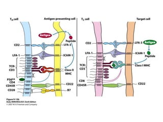 T cell development, maturation, activation and differentiation | PPTX