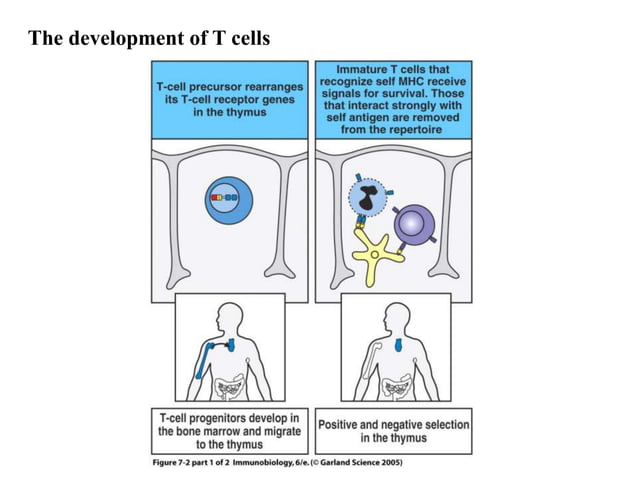T cell development, maturation, activation and differentiation | PPTX