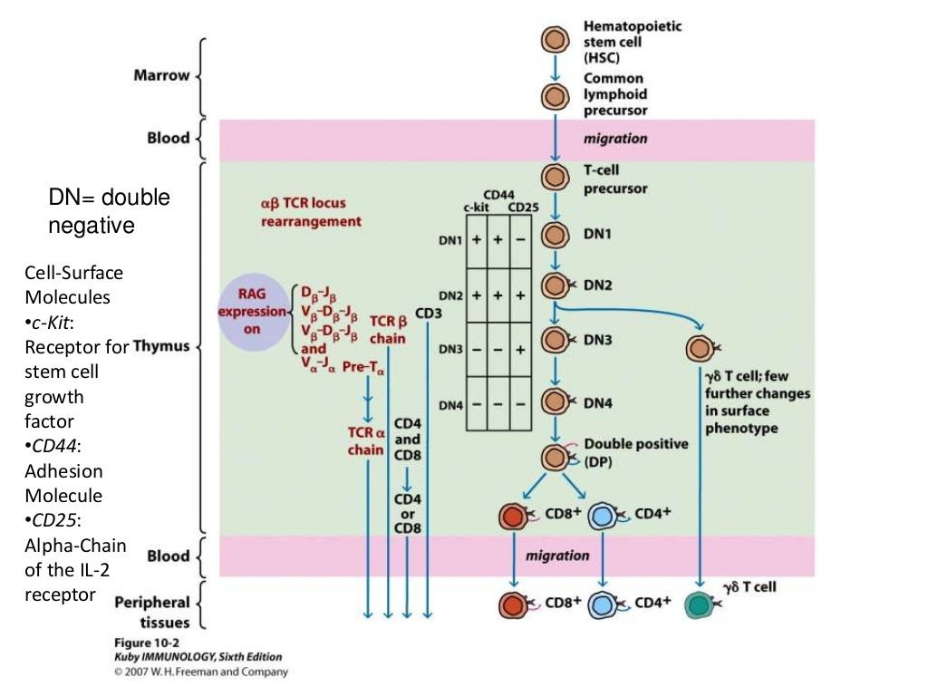 T Cell Development Maturation Activation And Differentiation