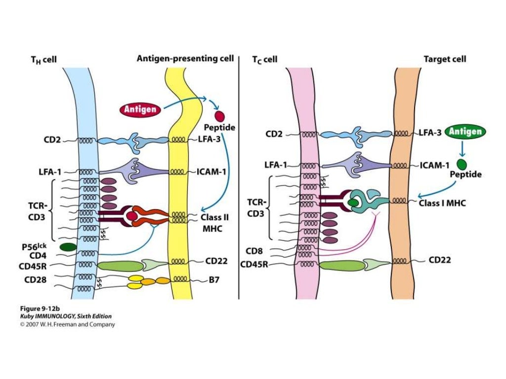 T cell development, maturation, activation and differentiation