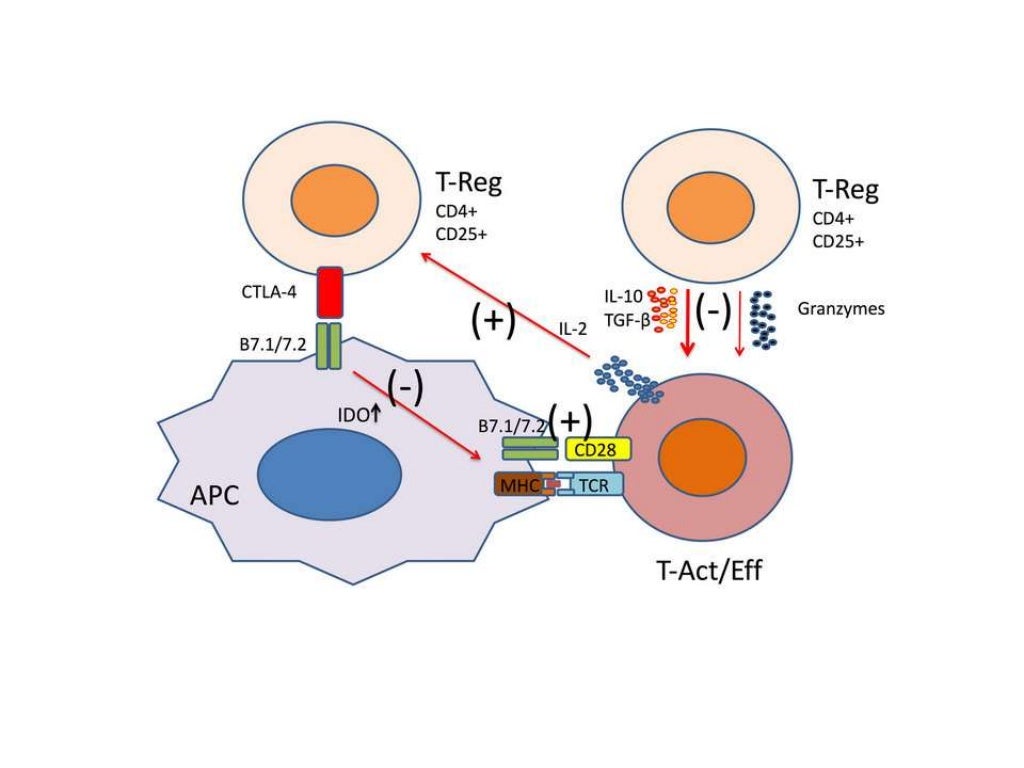 T Cell Development Maturation Activation And Differentiation