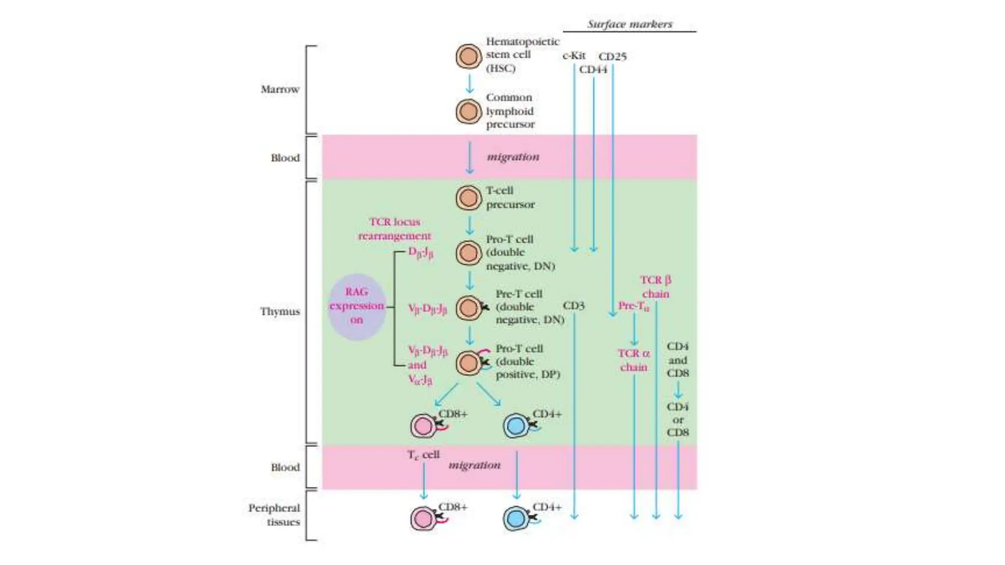 t-cell maturation and thymus.pptx