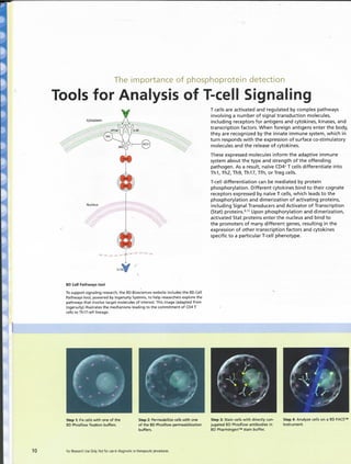 BD Flow Cytometry: T-Cell Research Brochure | PDF | Biotech and ...