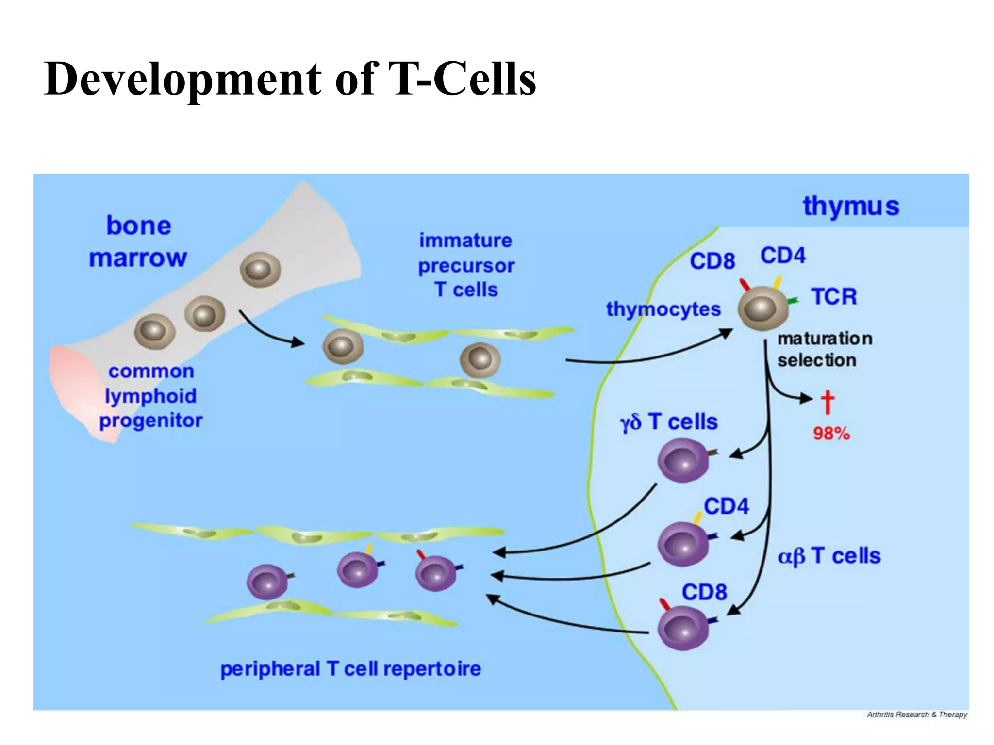 T cells | PPTX