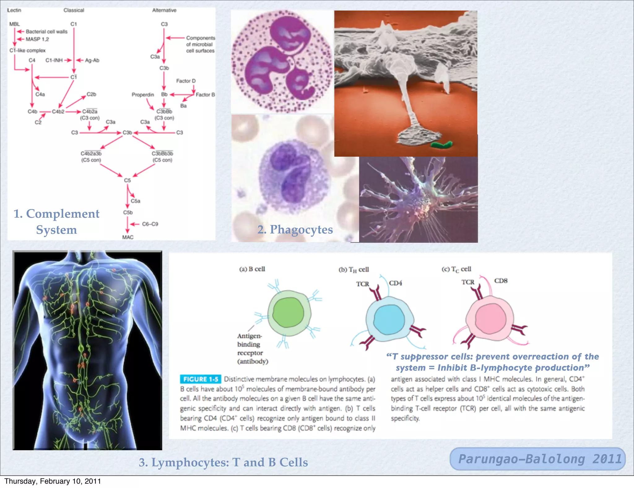 T cells and b-cells | PDF