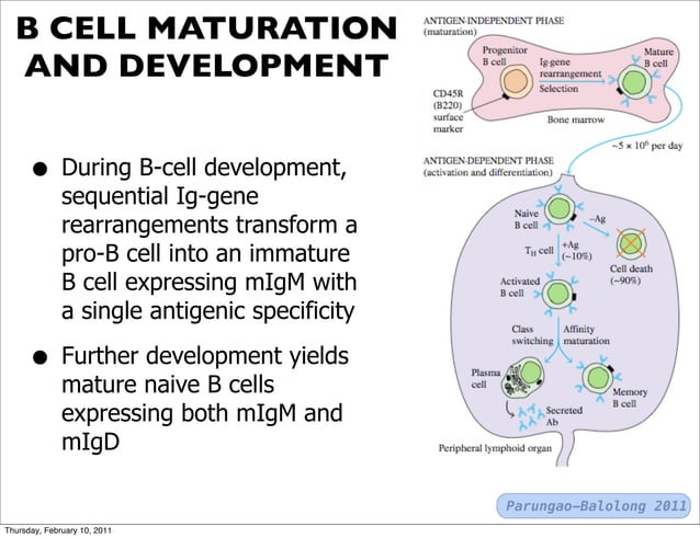 T cells and b-cells | PDF | Endocrine and Metabolic Diseases | Diseases ...
