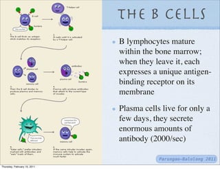B Lymphocytes And T Lymphocytes