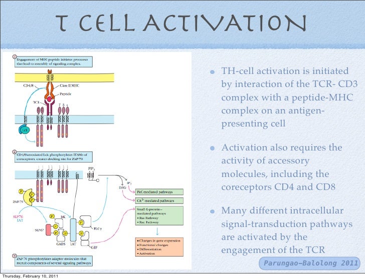 T cells and b-cells