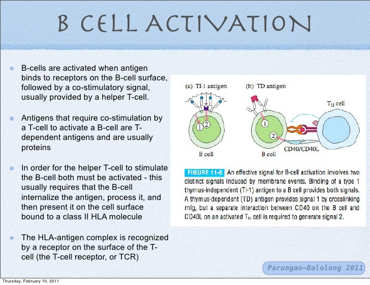 T cells and b-cells