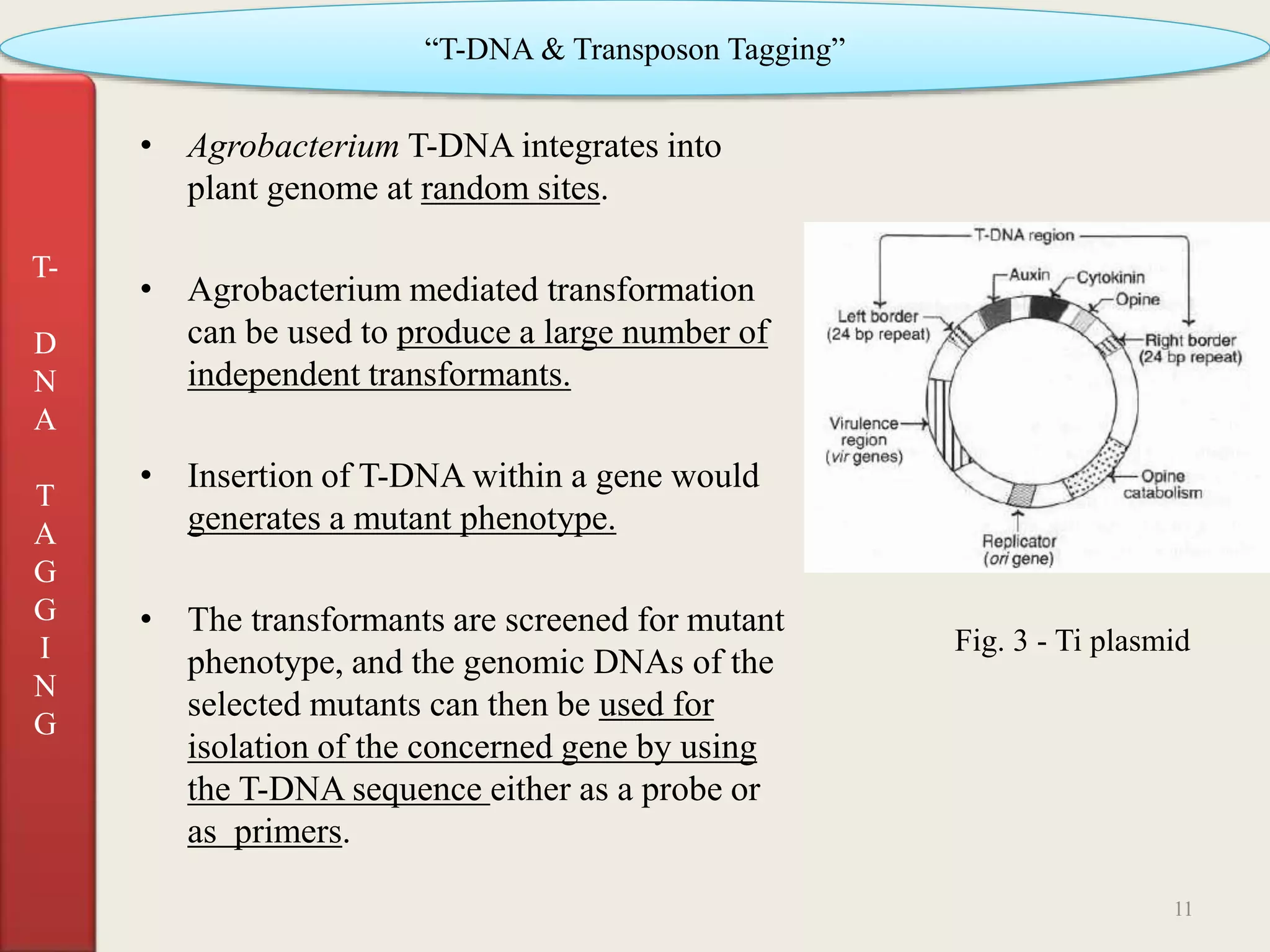 T dna & transposone tagging 1 (2) | PPTX
