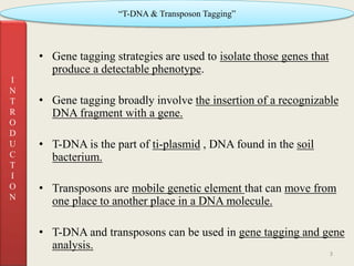 T dna & transposone tagging 1 (2) | PPTX