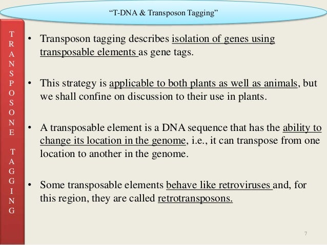 T dna & transposone tagging 1 (2)