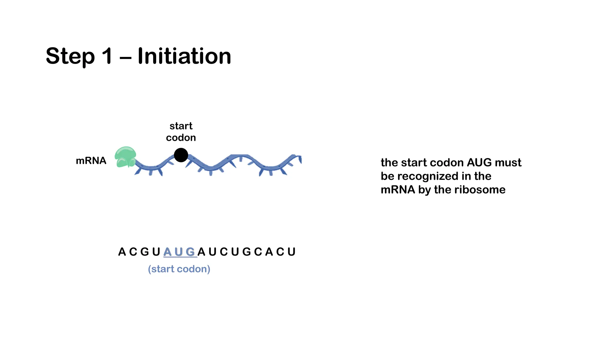 T--Greece_United--ppt--central--dogma.pdf